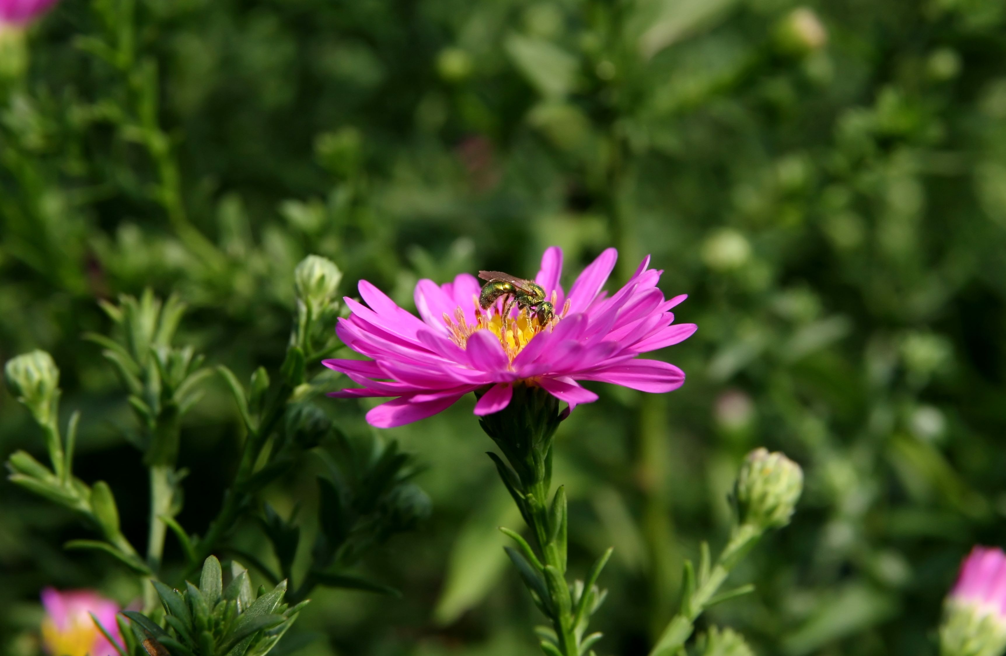 Aster dumosus 'Alert' - Pépinière Cramer Inc.