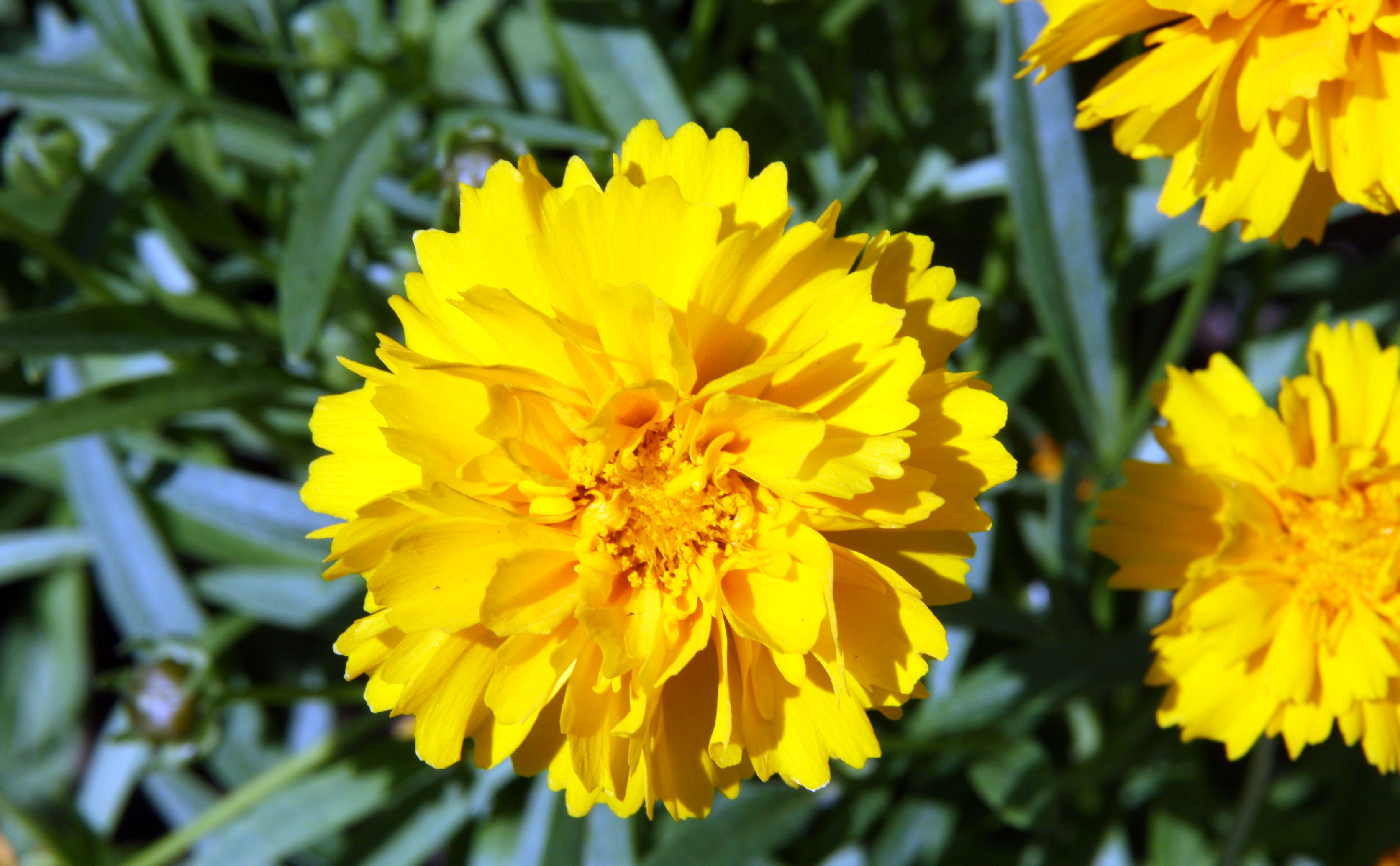 Coreopsis grandiflora 'Sunray' - Pépinière Cramer Inc.