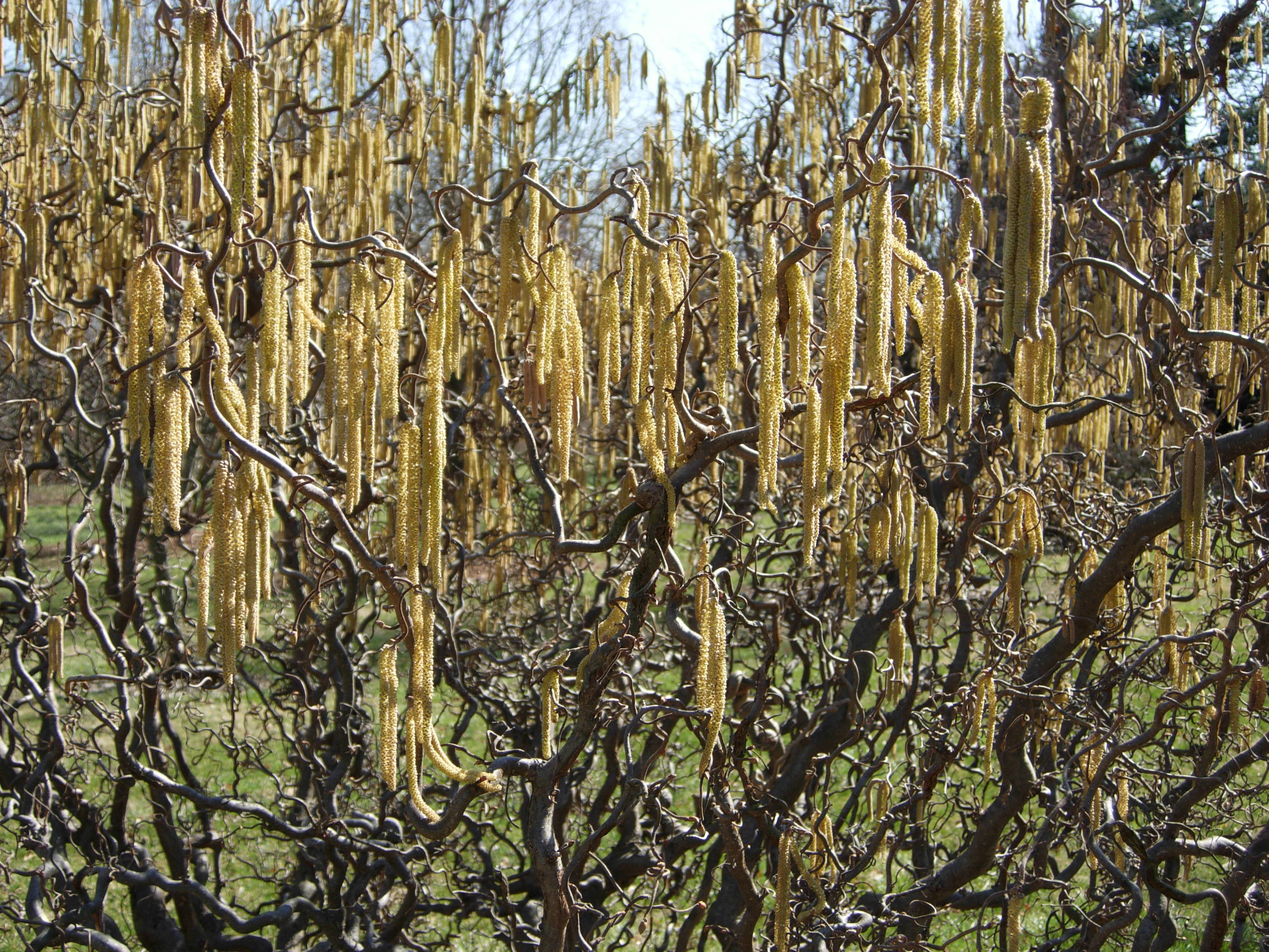 Corylus Avellana 'Contorta' - Pépinière Cramer Inc.
