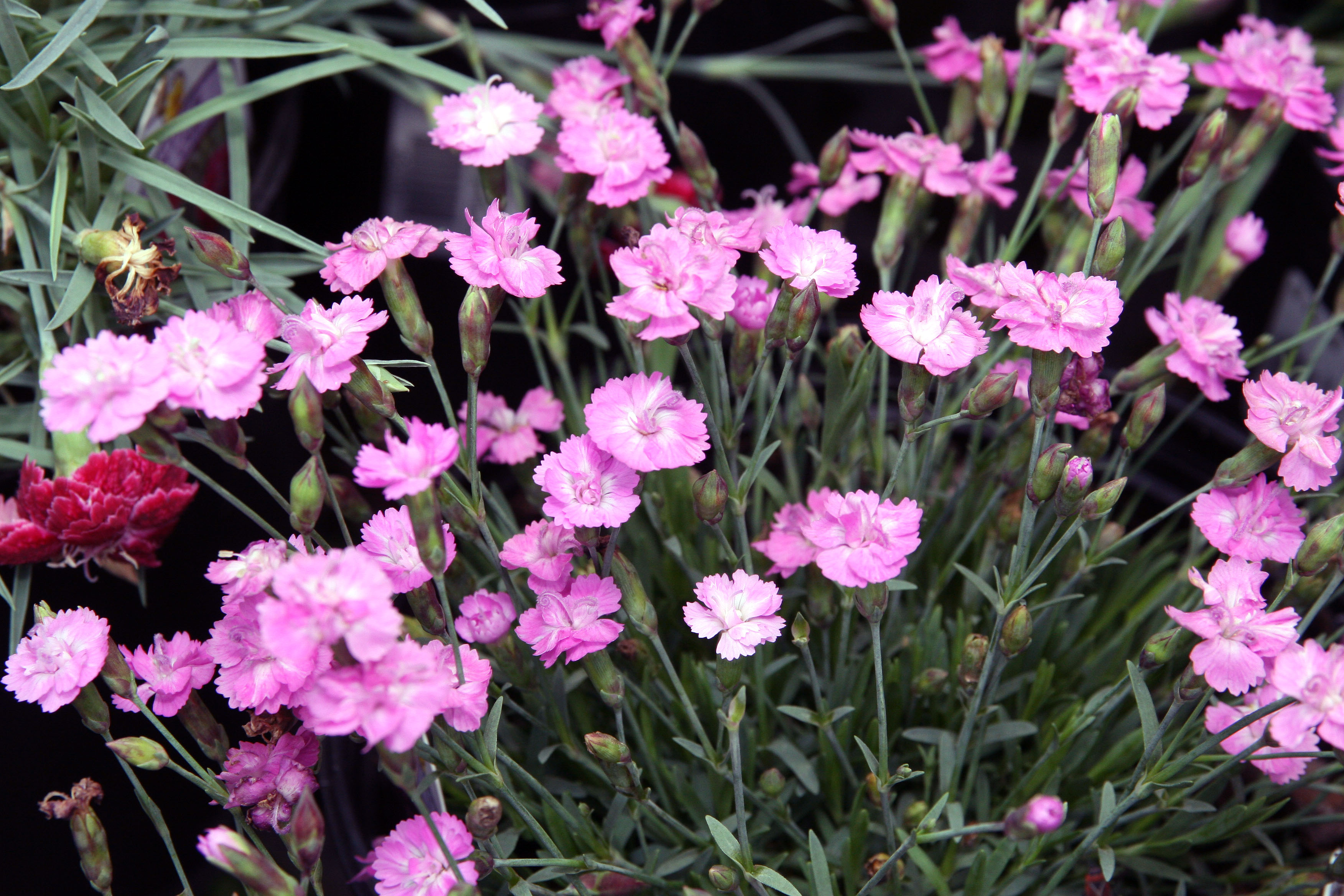 Dianthus gratianopolitanus 'Tiny Rubies' - Pépinière Cramer Inc.