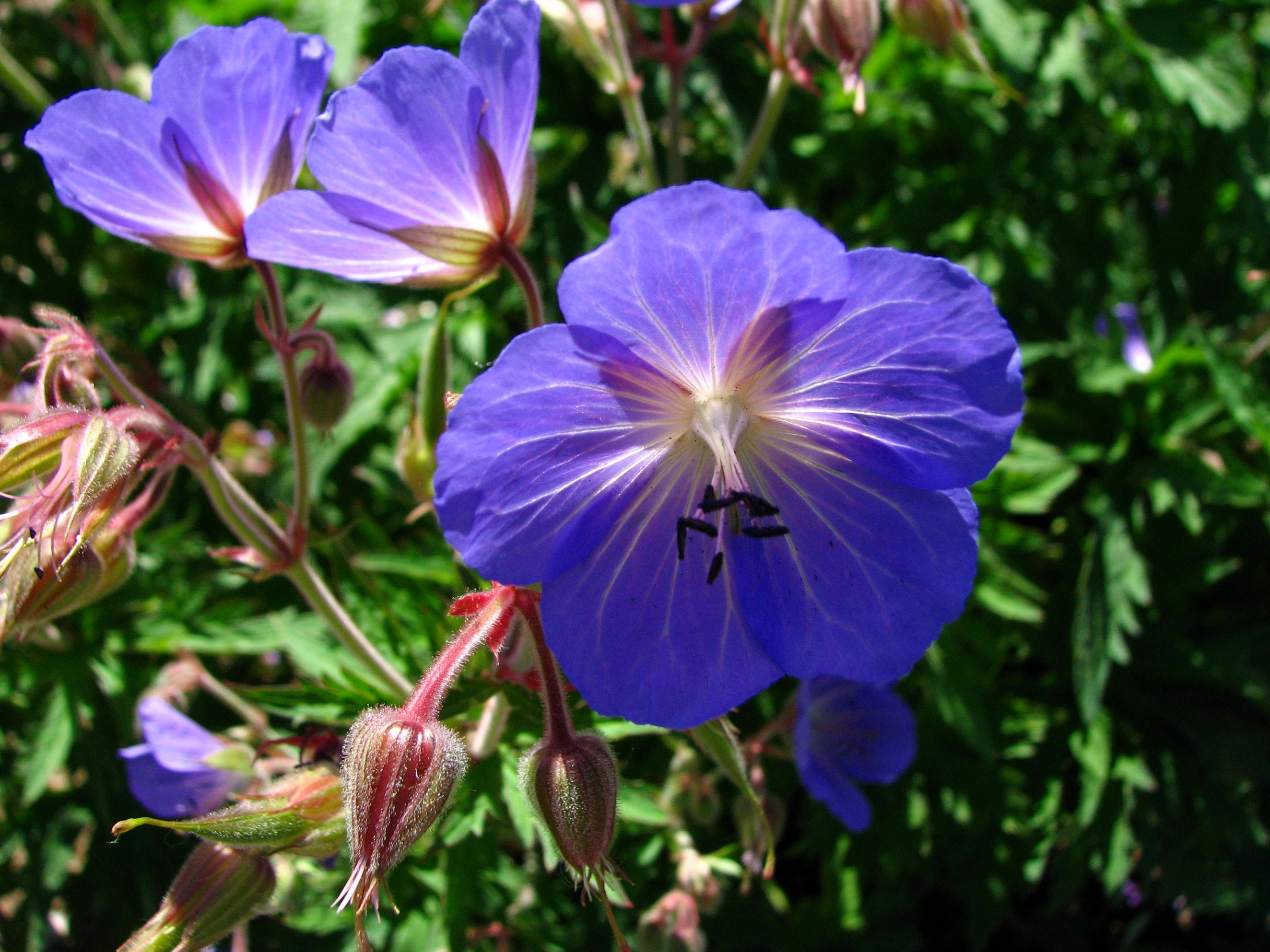 Geranium 'Johnson's Blue' - Pépinière Cramer Inc.