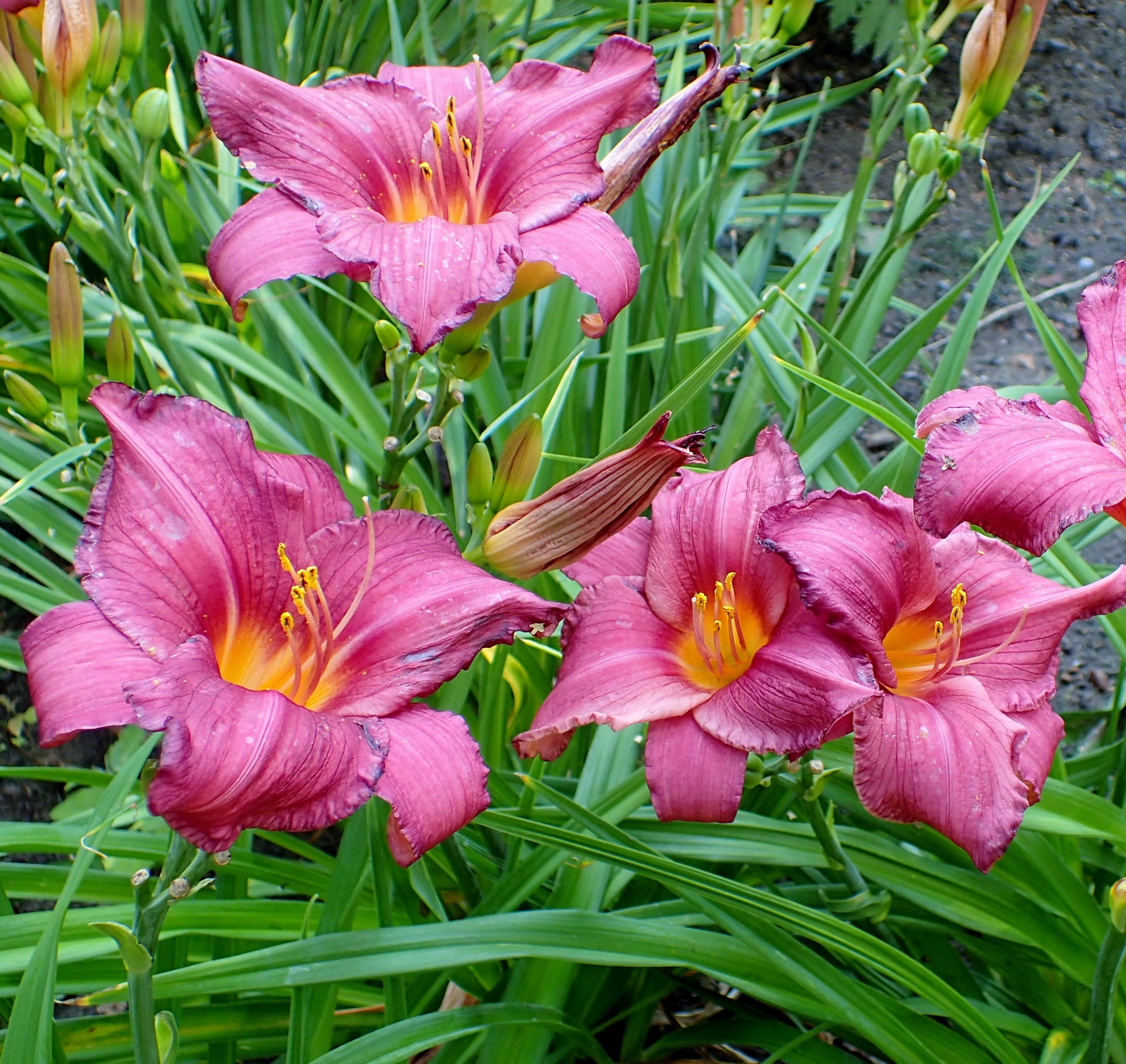 Hemerocallis' Summer Wine' - Pépinière Cramer Inc.