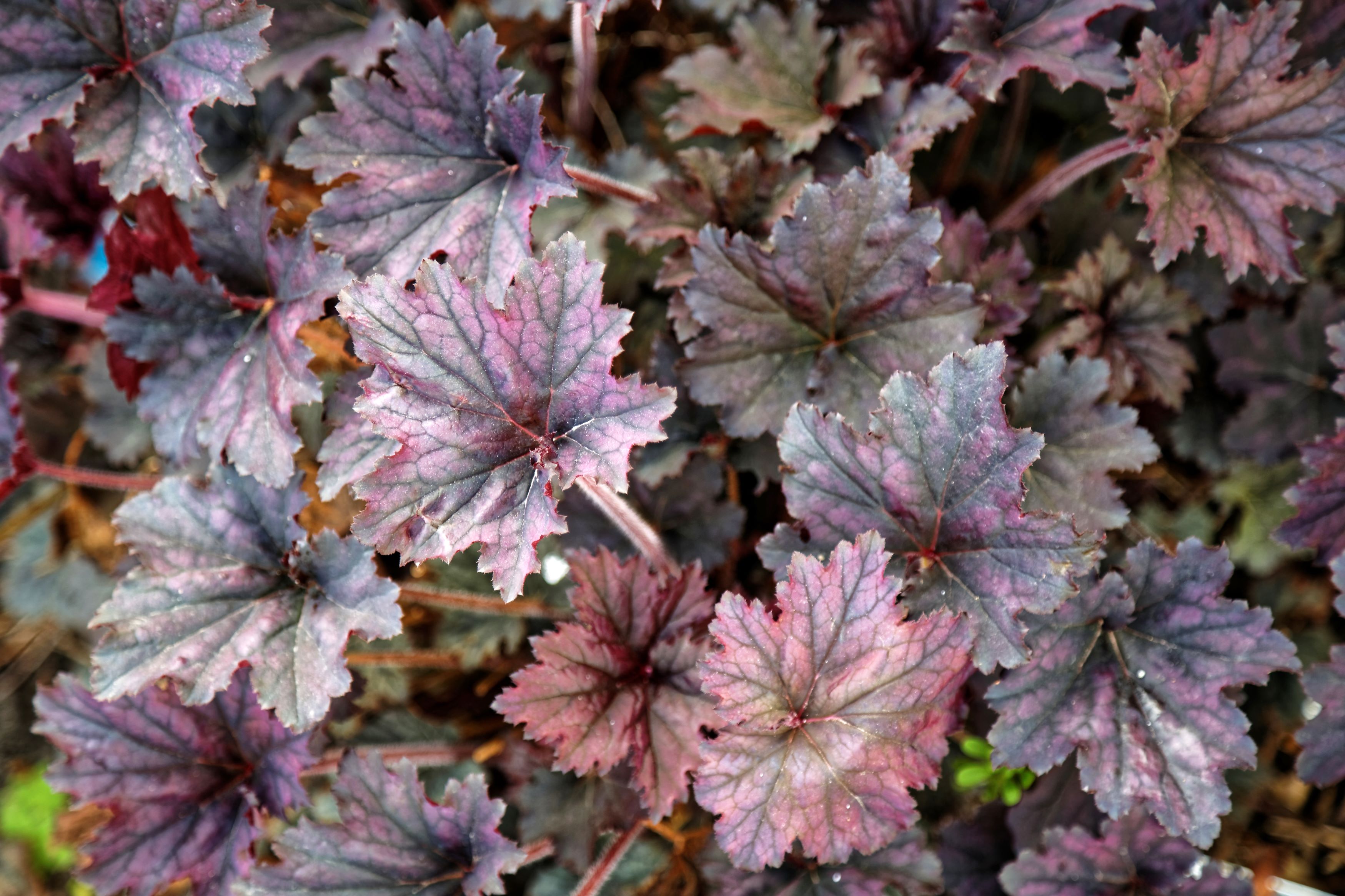 Heuchera 'Frosted Violet' - Pépinière Cramer Inc.