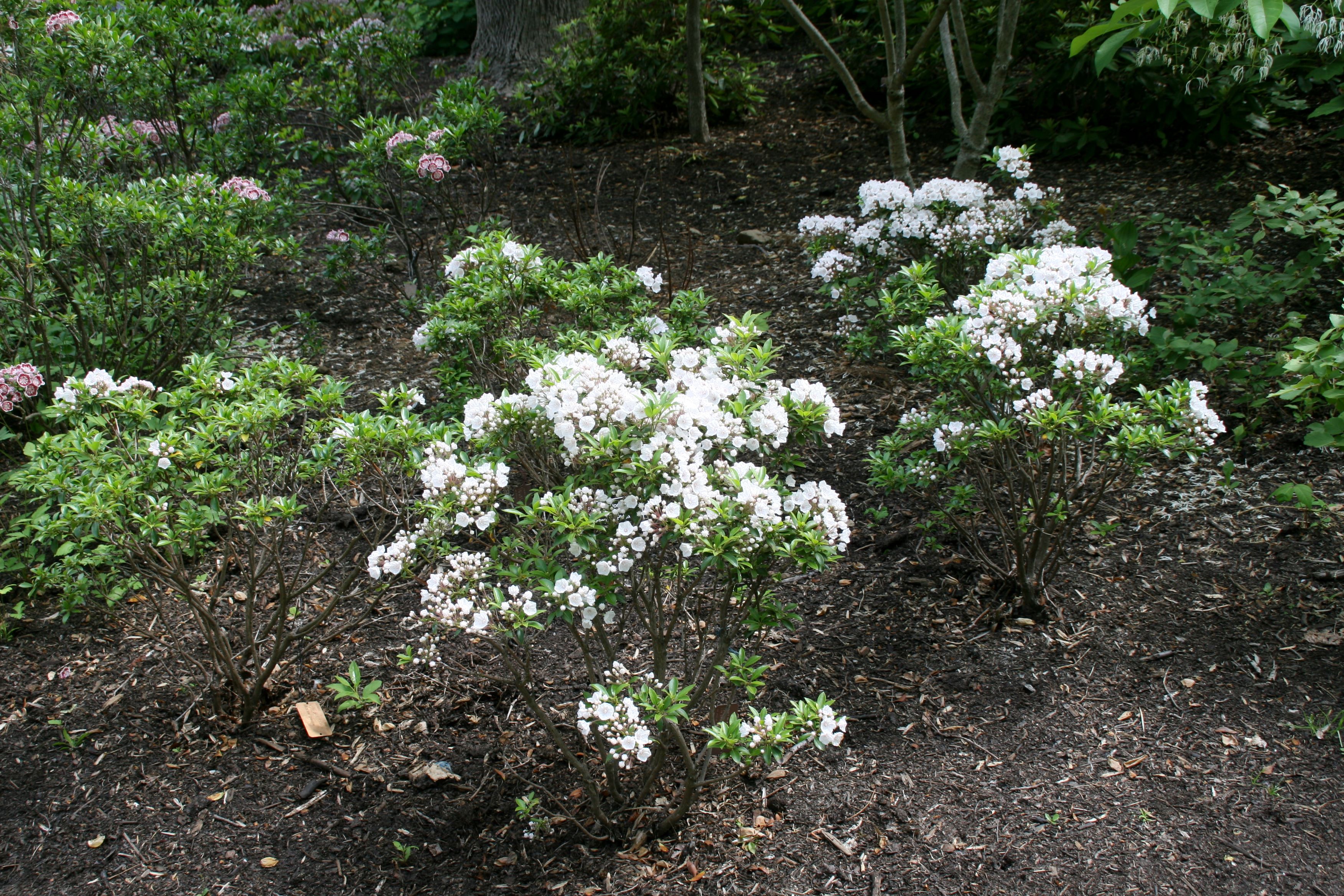 Kalmia Latifolia 'Elf' - Pépinière Cramer Inc.
