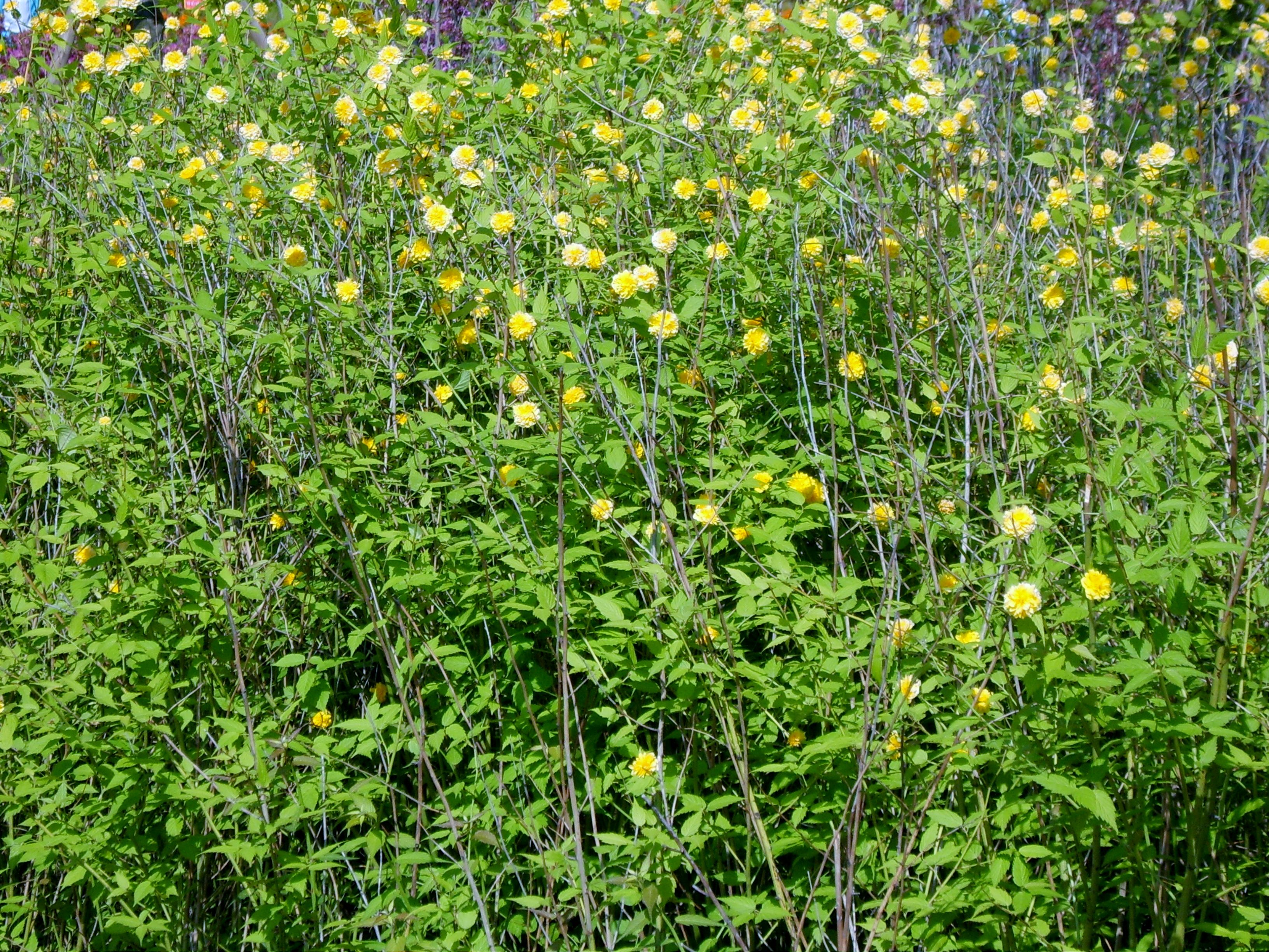 Kerria Japonica 'Pleniflora' - Pépinière Cramer Inc.
