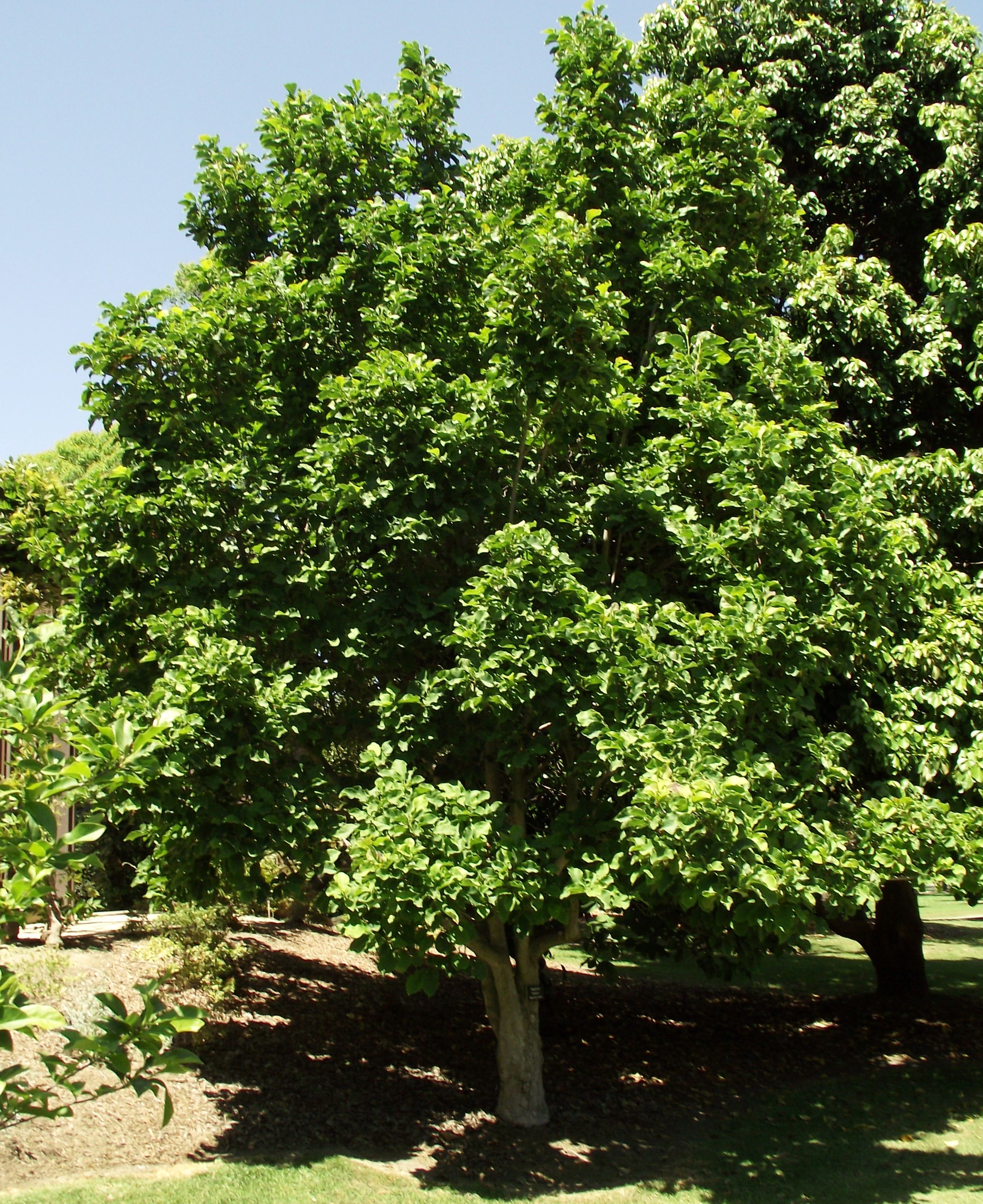 Magnolia 'Galaxy' - Pépinière Cramer Inc.