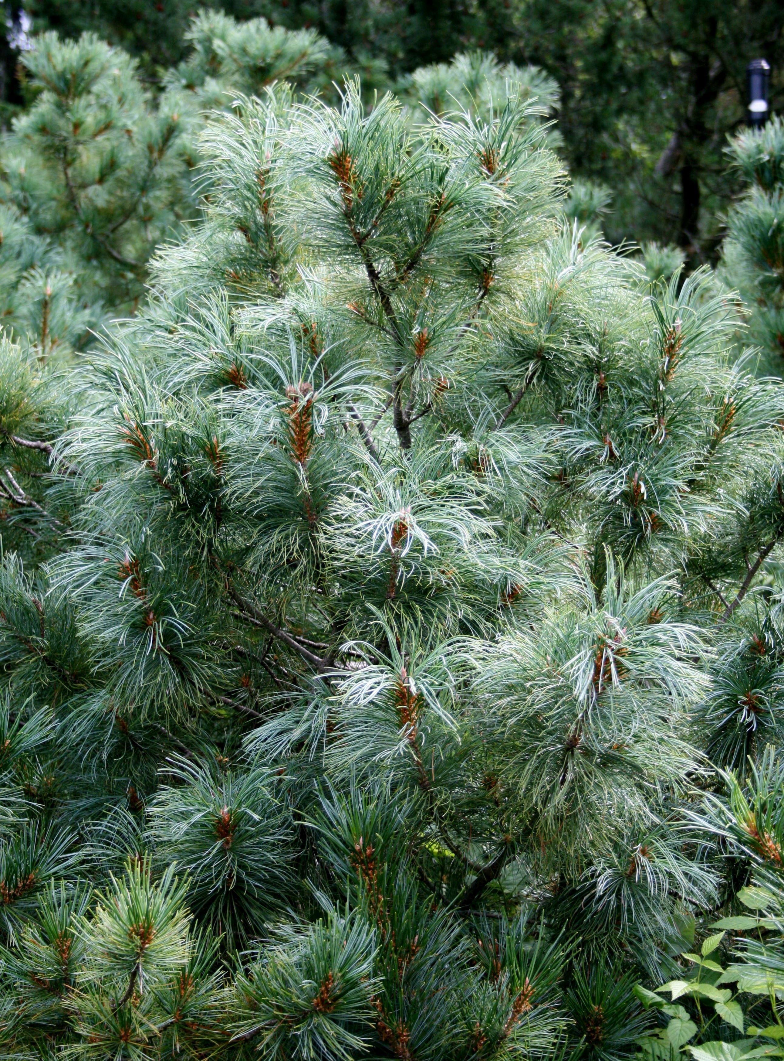 Pinus Parviflora 'Glauca Nana' - Pépinière Cramer Inc.