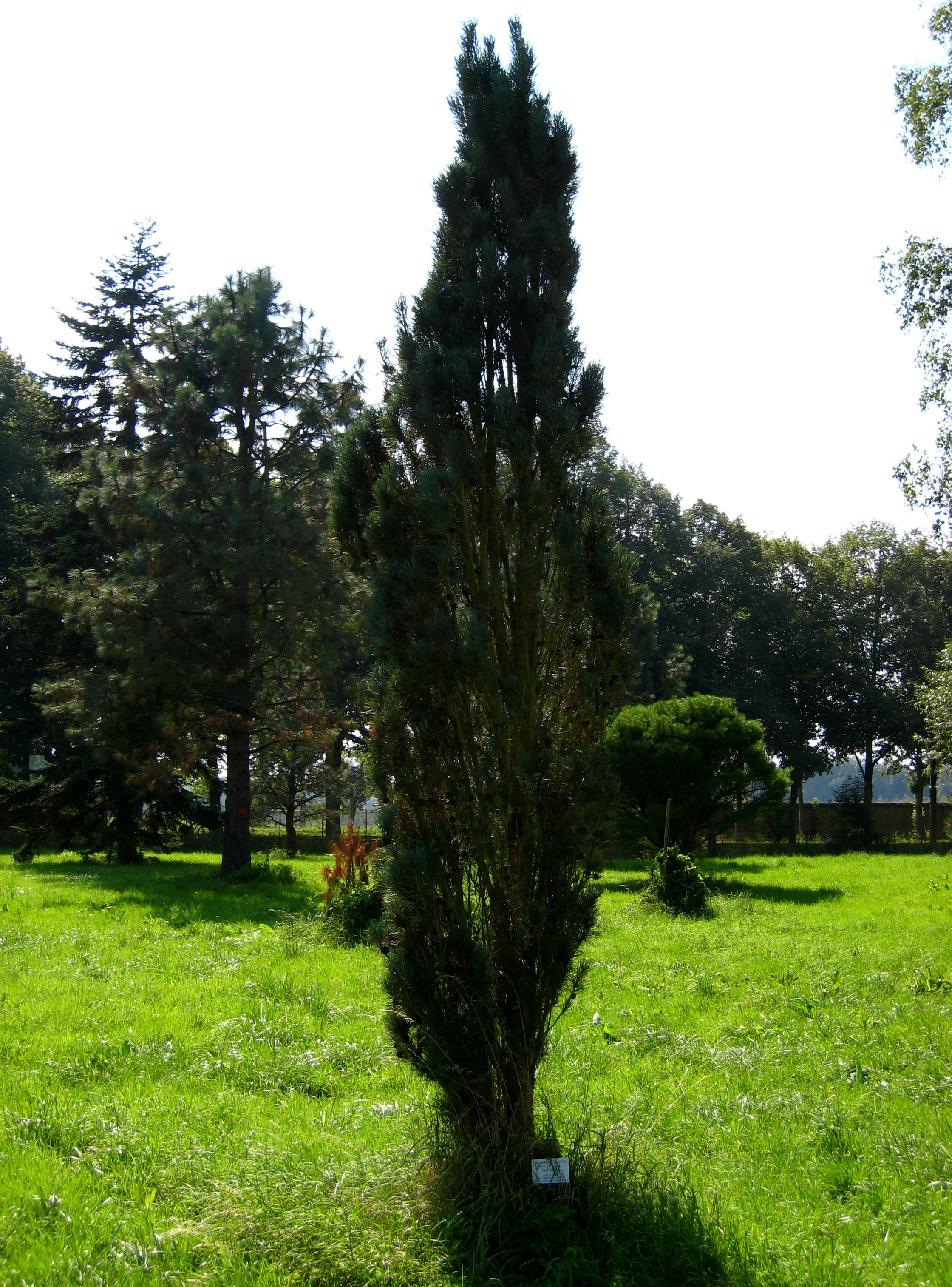 Pinus Sylvestris 'Fastigiata' - Pépinière Cramer Inc.