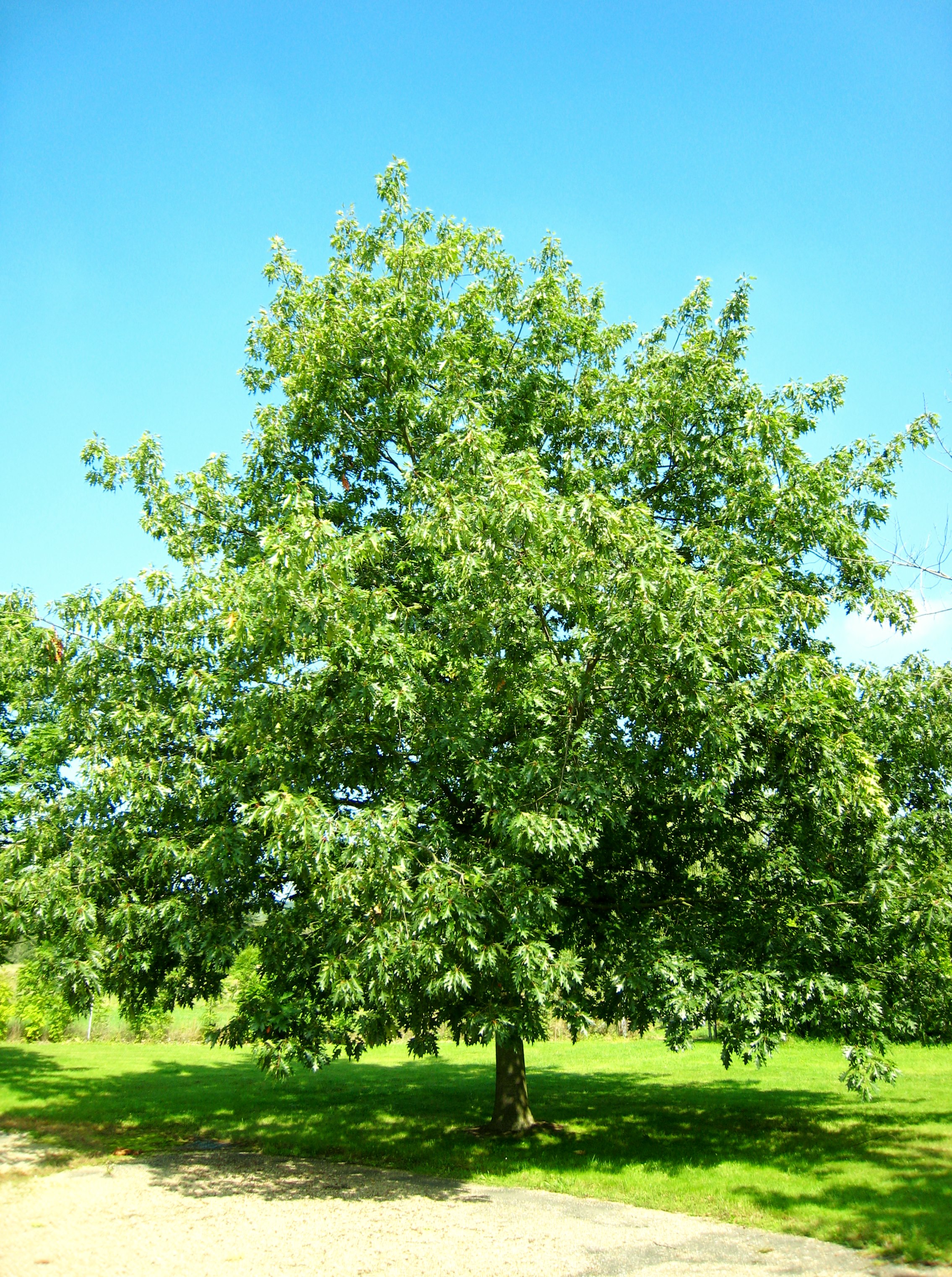 Quercus Rubra - Pépinière Cramer Inc.