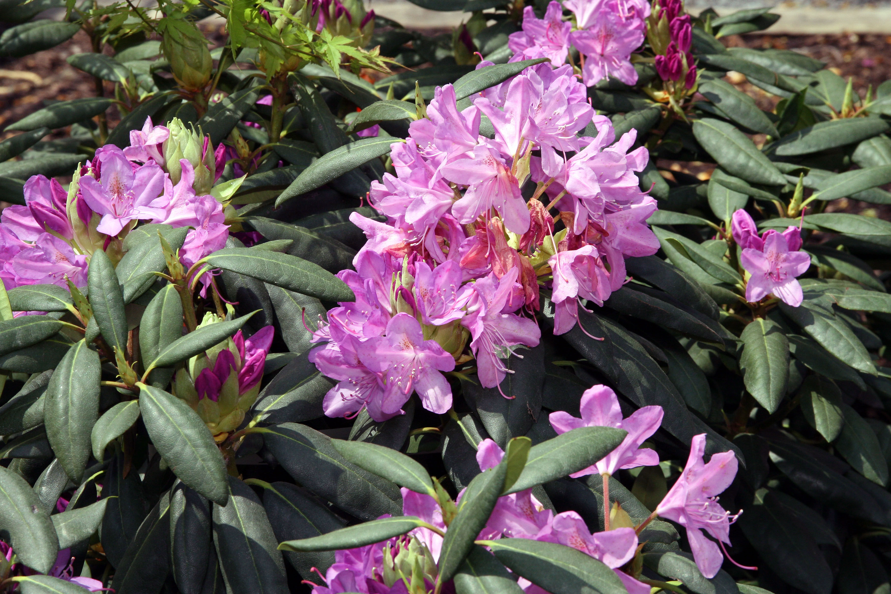 Rhododendron 'English Roseum' - Pépinière Cramer Inc.