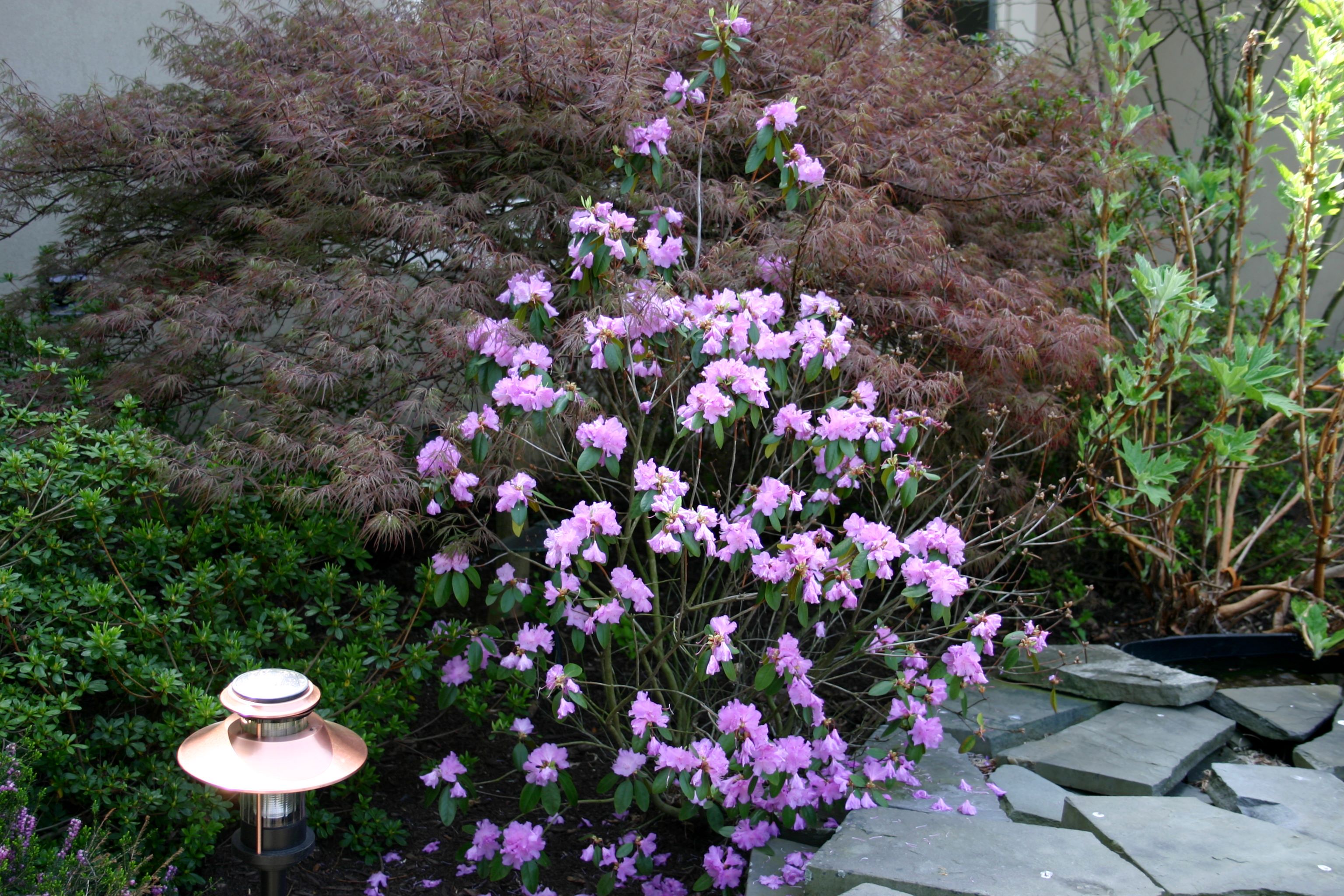 Rhododendron 'P.J.M.' - Pépinière Cramer Inc.