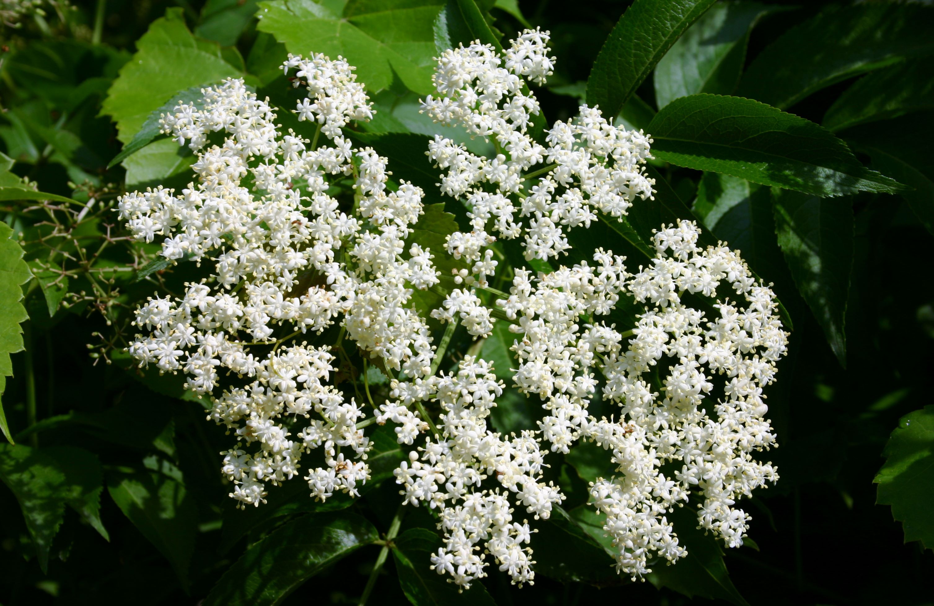 Sambucus Canadensis - Pépinière Cramer Inc.