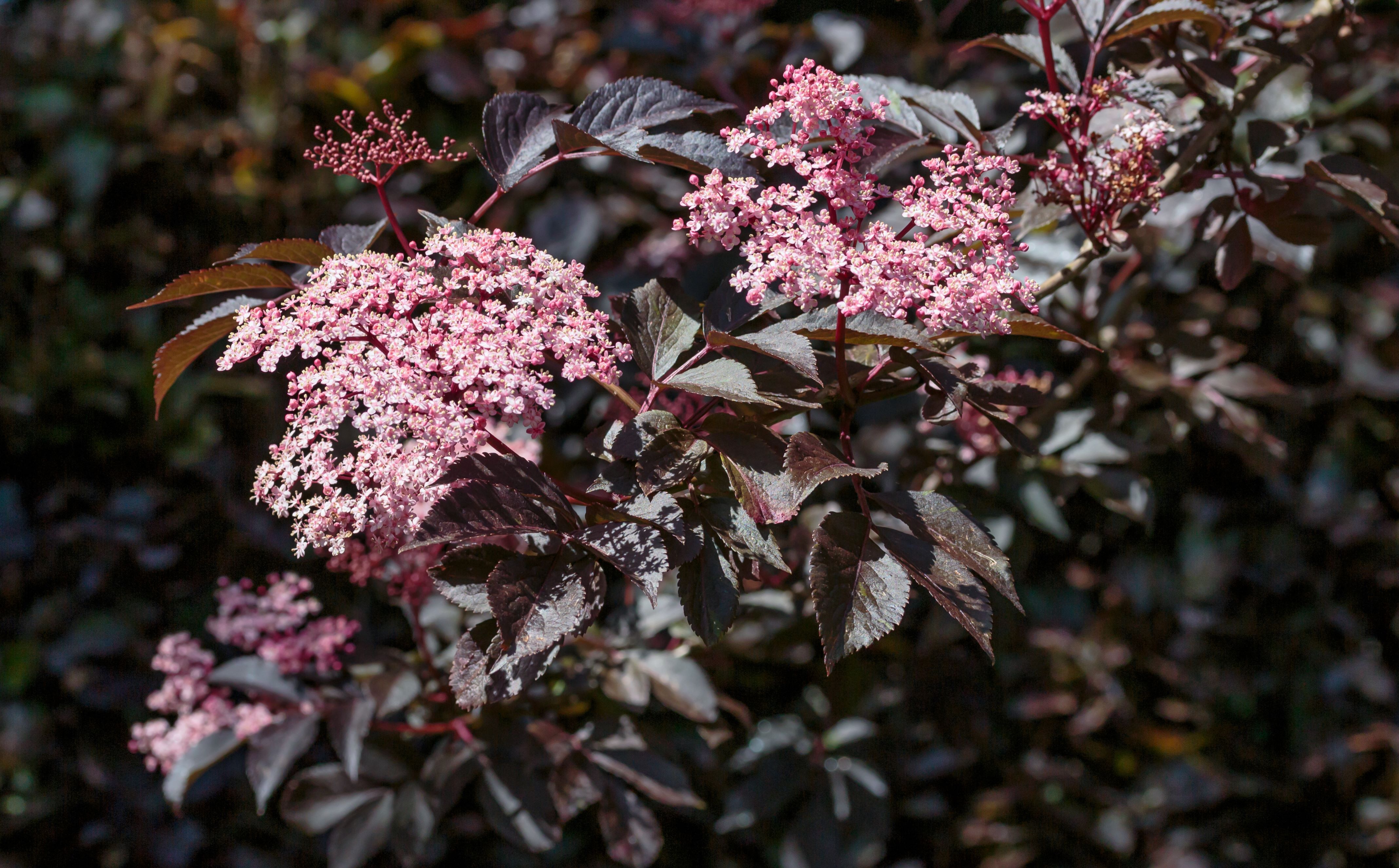 Sambucus Nigra 'Guincho Purple' - Pépinière Cramer Inc.
