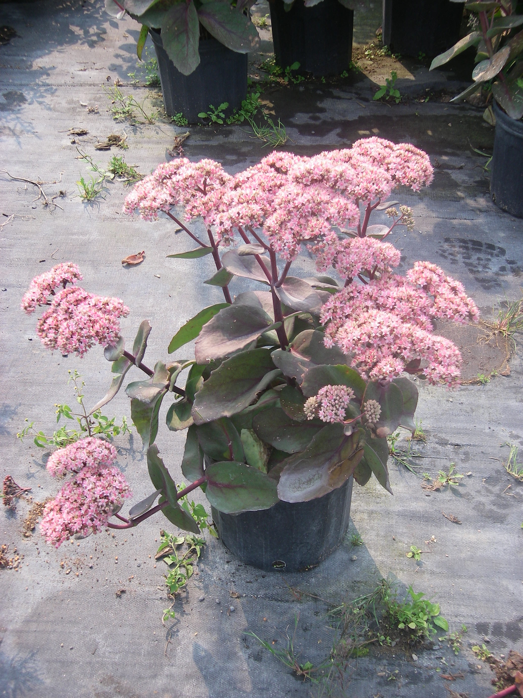 Sedum 'Matrona' - Pépinière Cramer Inc.