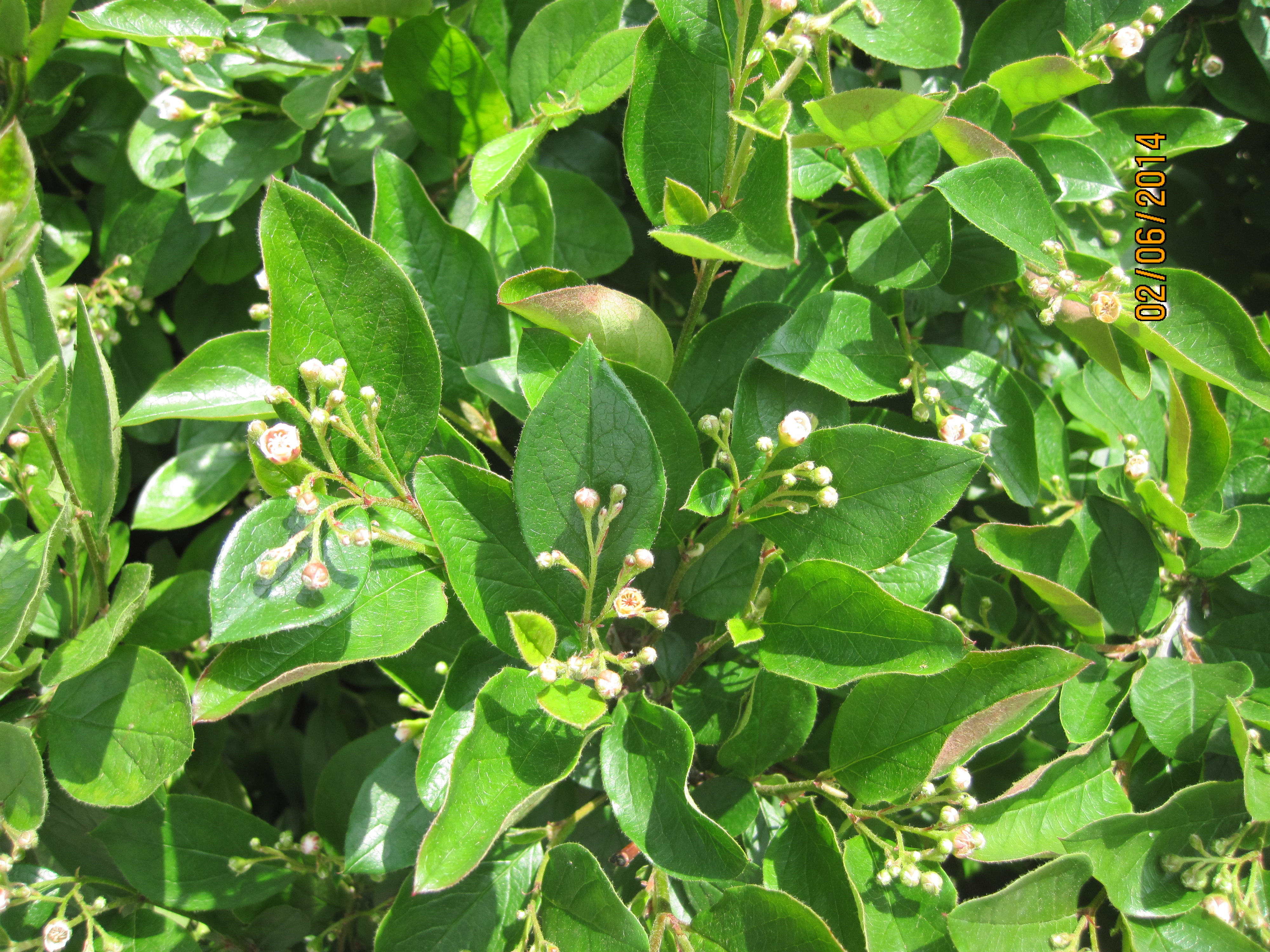 Cotoneaster Acutifolia - Pépinière Cramer Inc.