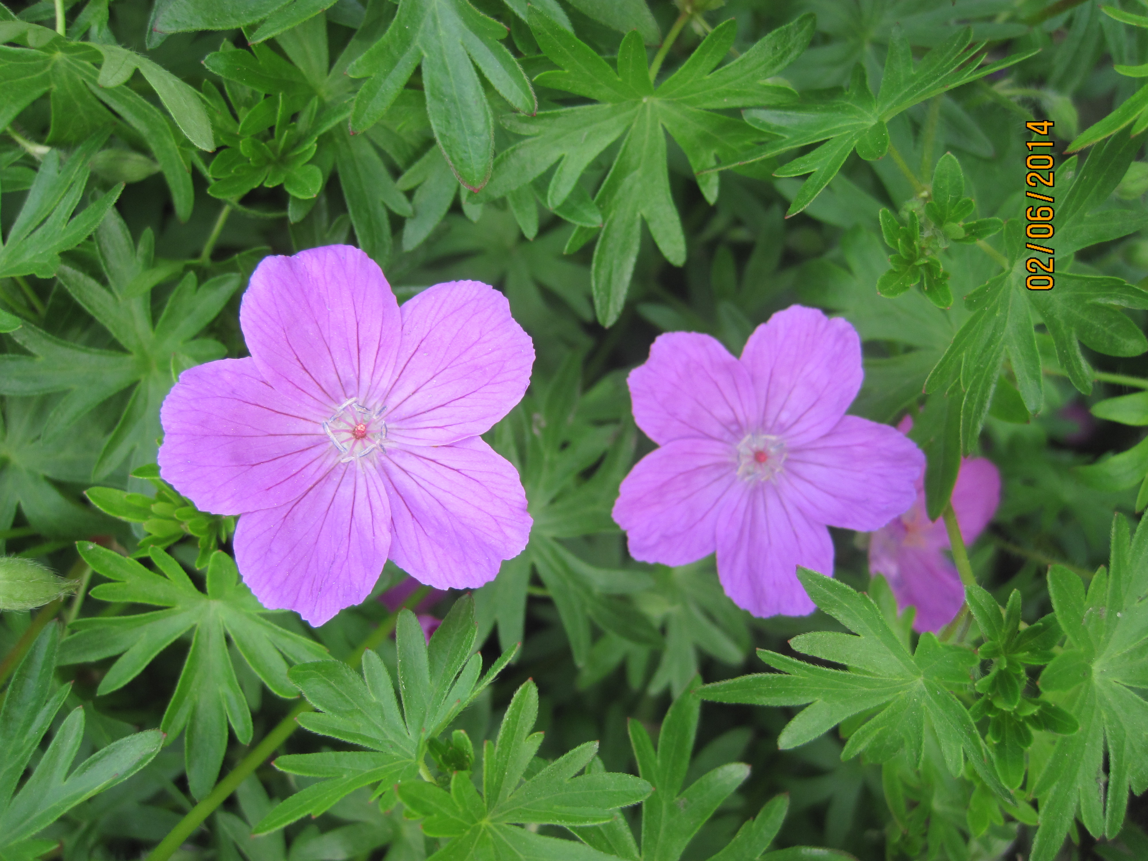 Geranium sanguineum - Pépinière Cramer Inc.