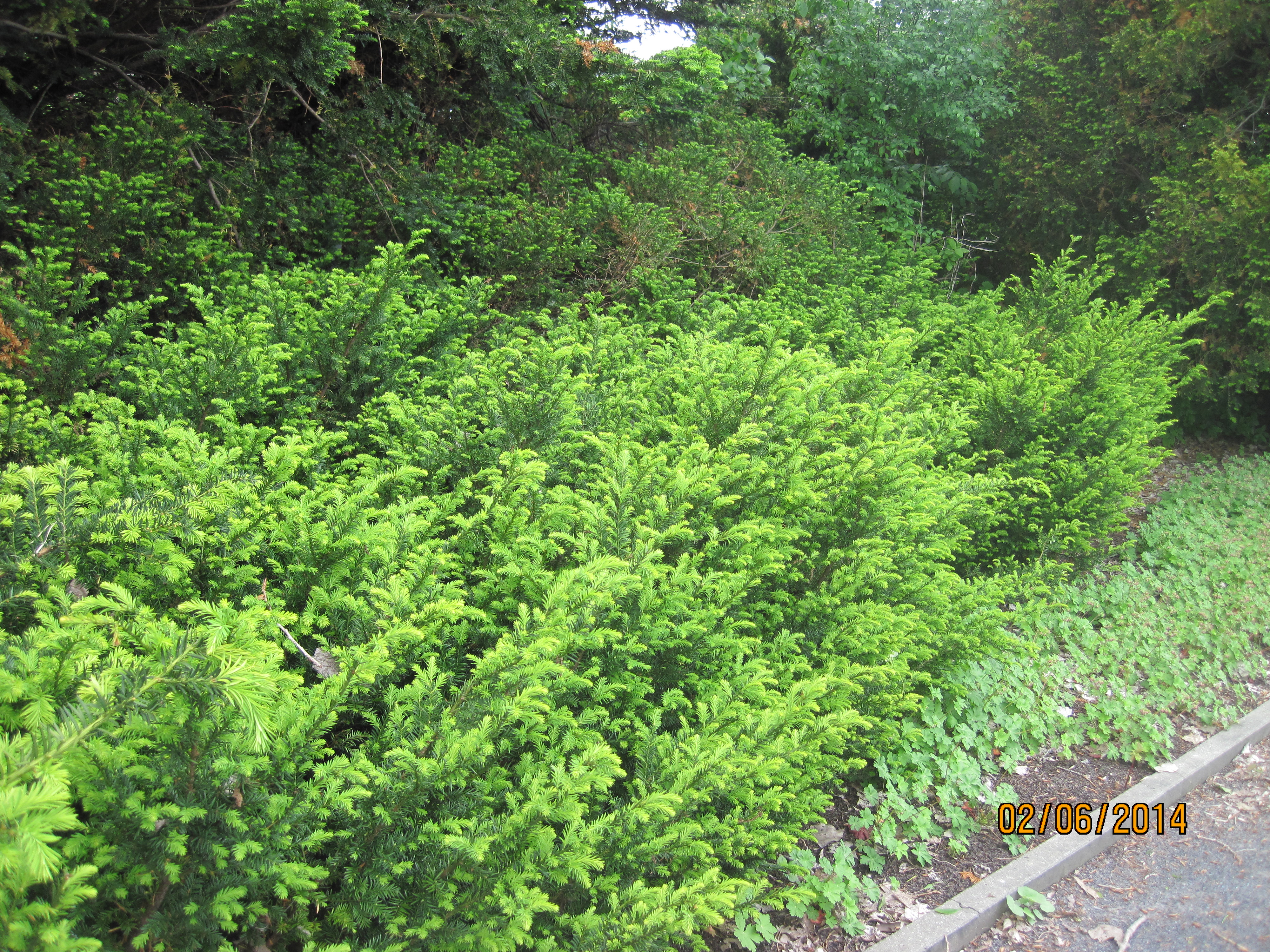 Taxus X Media 'Densiformis' - Pépinière Cramer Inc.