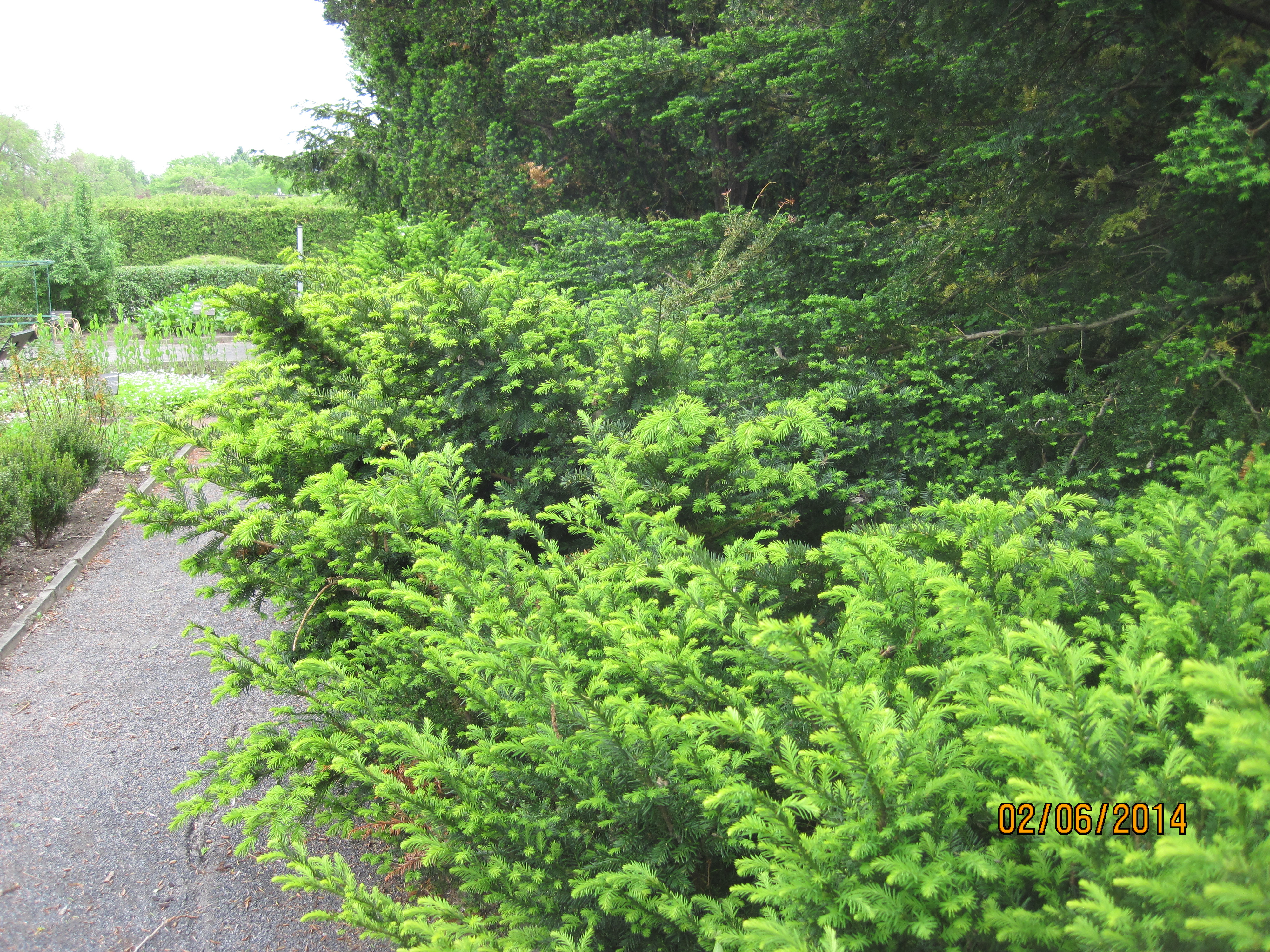 Taxus X Media 'Densiformis' - Pépinière Cramer Inc.