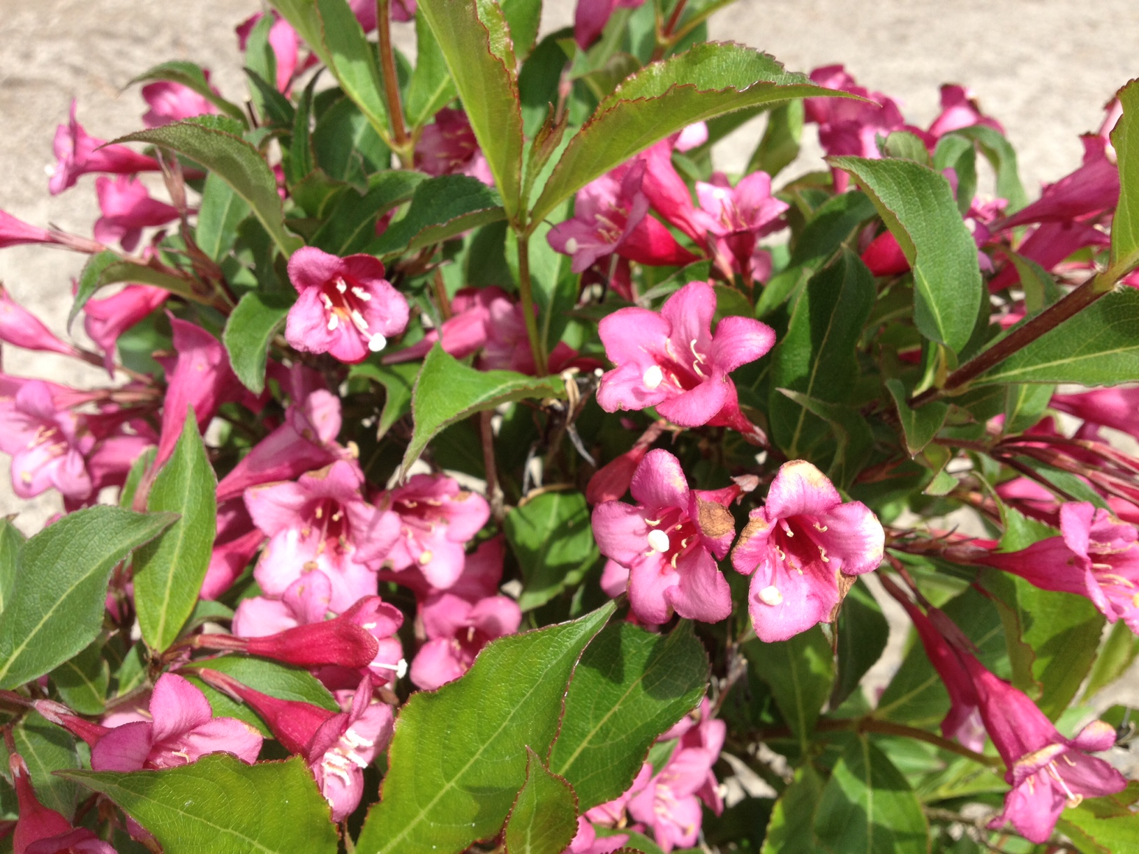 Weigela 'Rumba' - Pépinière Cramer Inc.