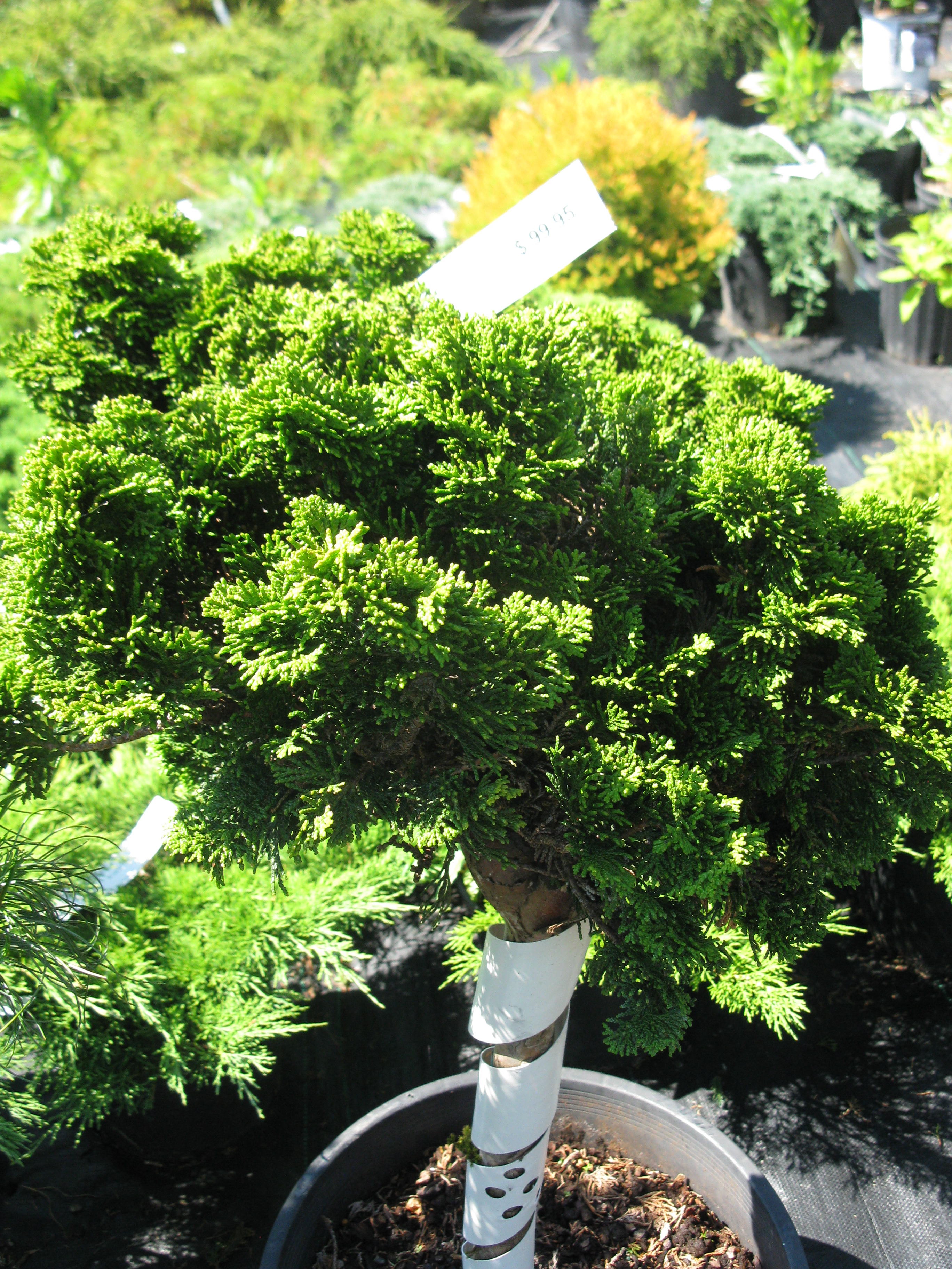 Chamaecyparis Obtusa 'Nana' - Pépinière Cramer Inc.