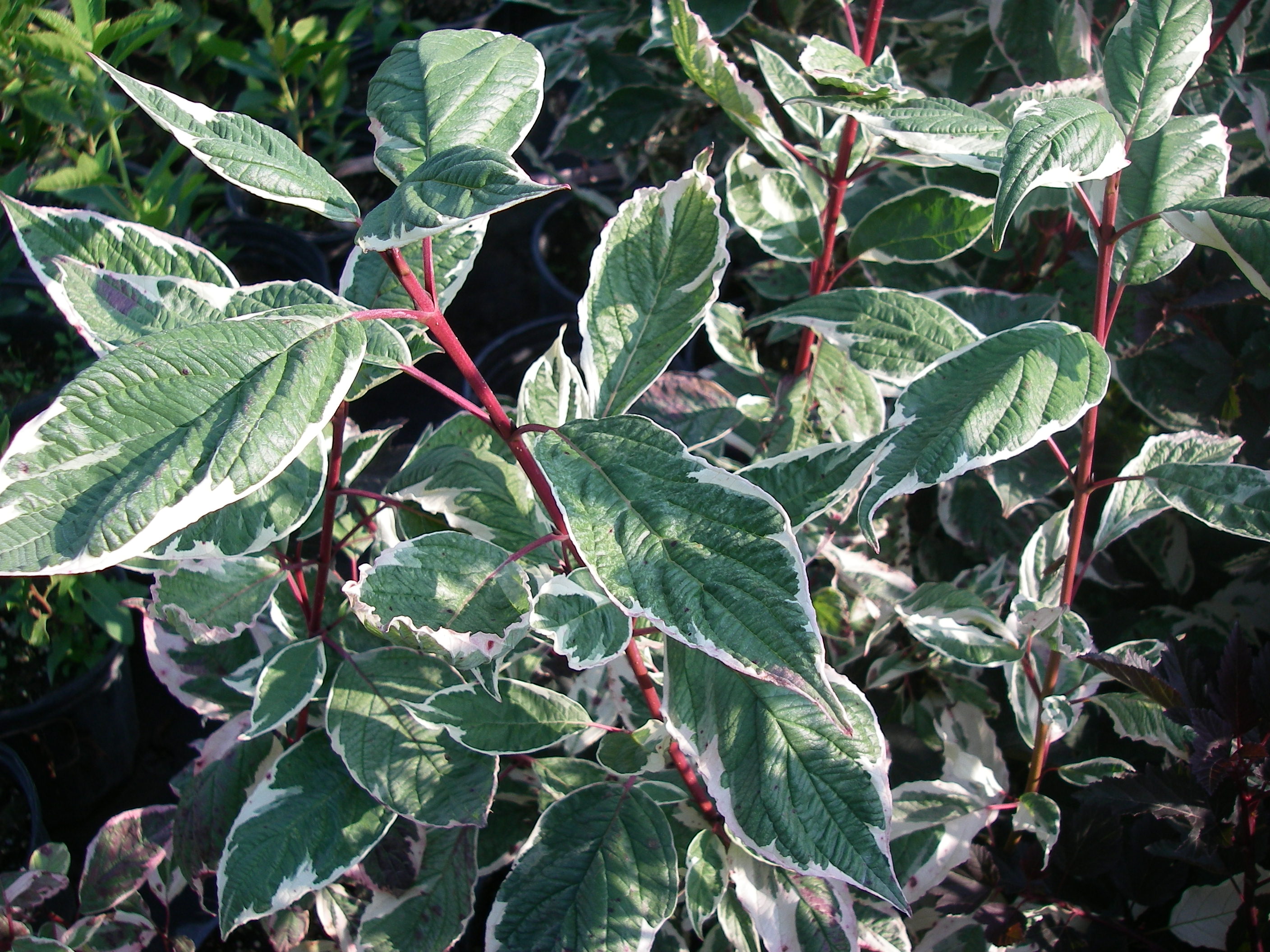 Cornus Alba 'Sibirica Variegata' - Pépinière Cramer Inc.