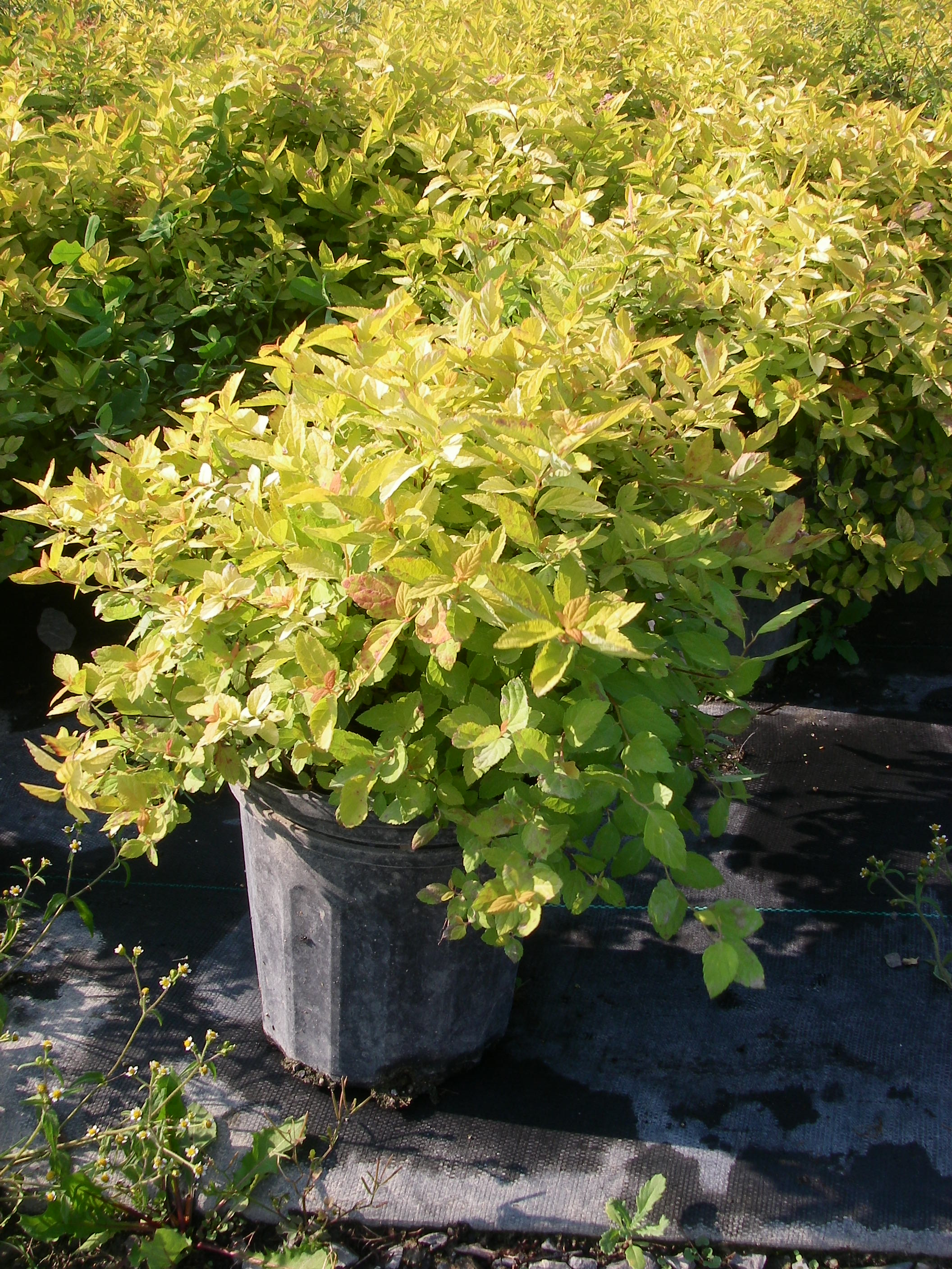 Spiraea Japonica 'Golden Princess' - Pépinière Cramer Inc.