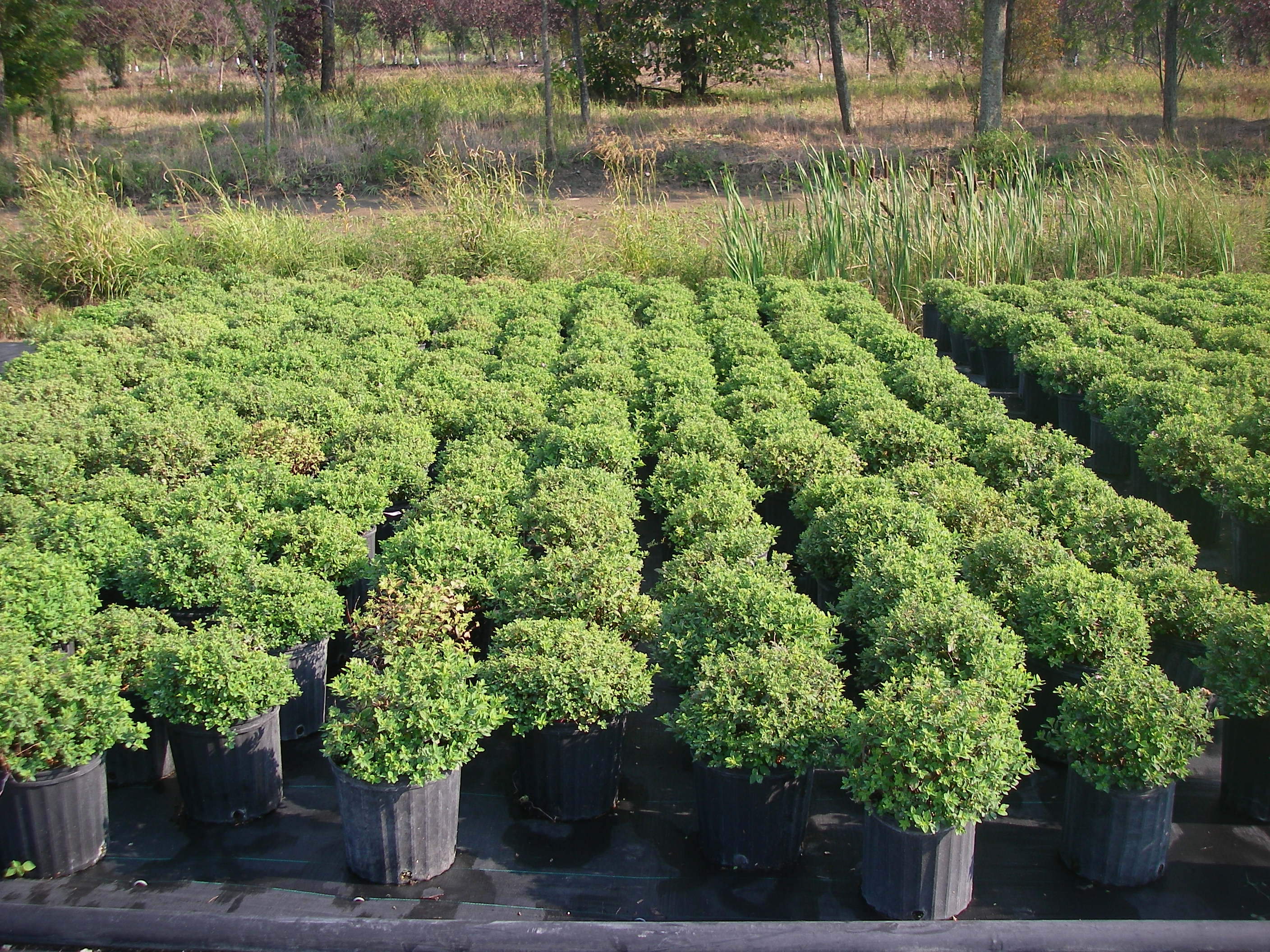 Spiraea Japonica 'Little Princess' - Pépinière Cramer Inc.
